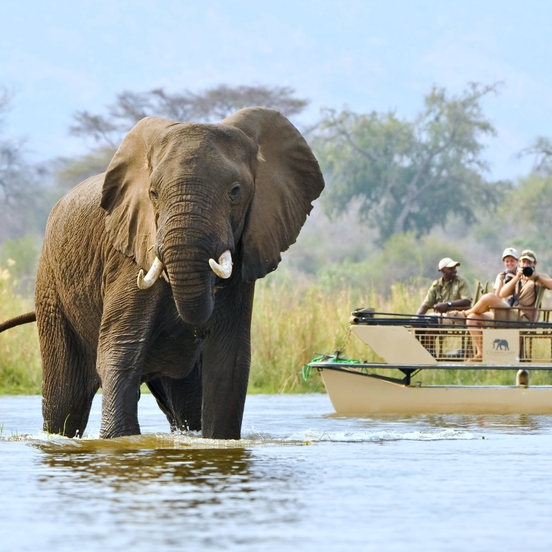 Luxury Safari Experiences In Africa To Walk On The Wild Side